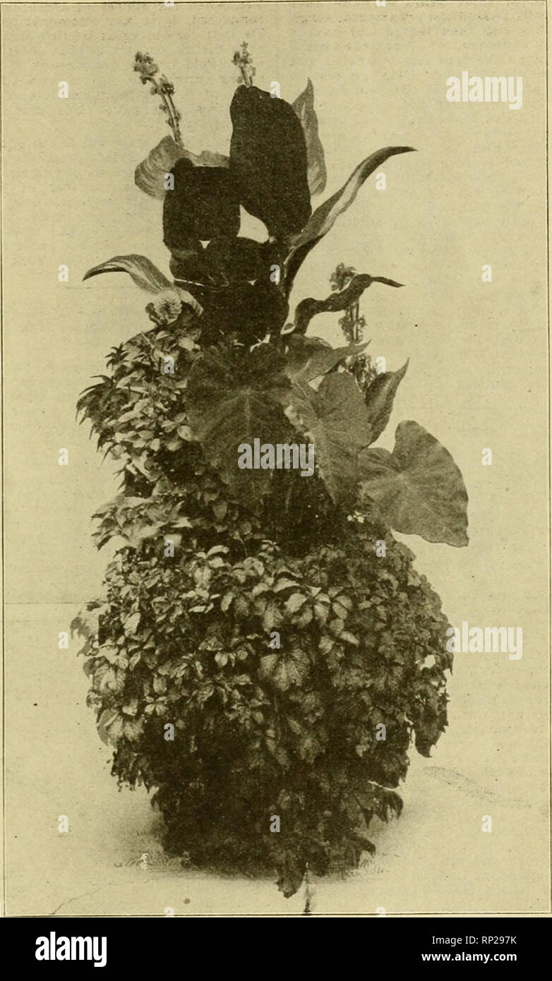 . The American florist : a weekly journal for the trade. Floriculture ...