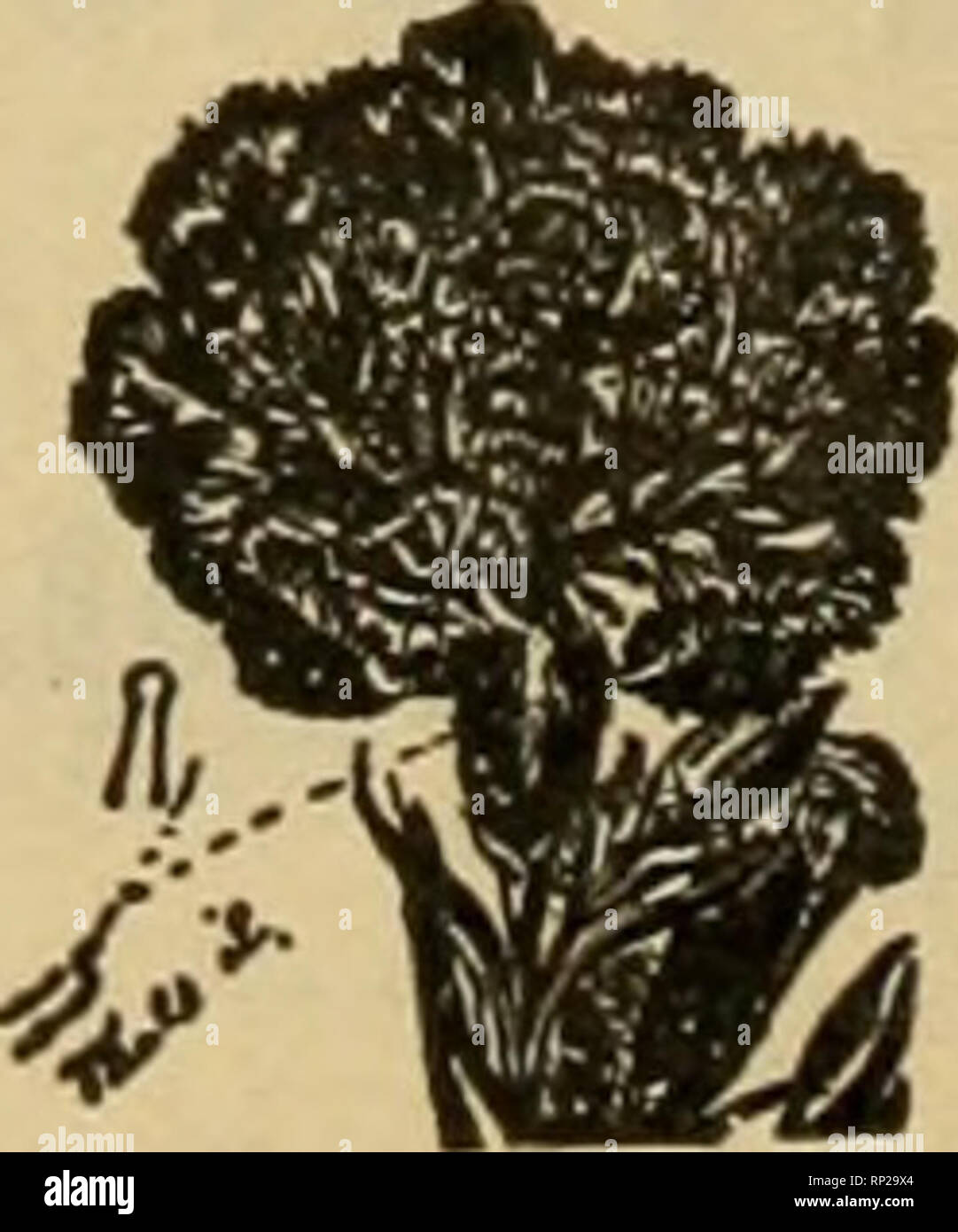 Cyclone alfred hi-res stock photography and images - Alamy