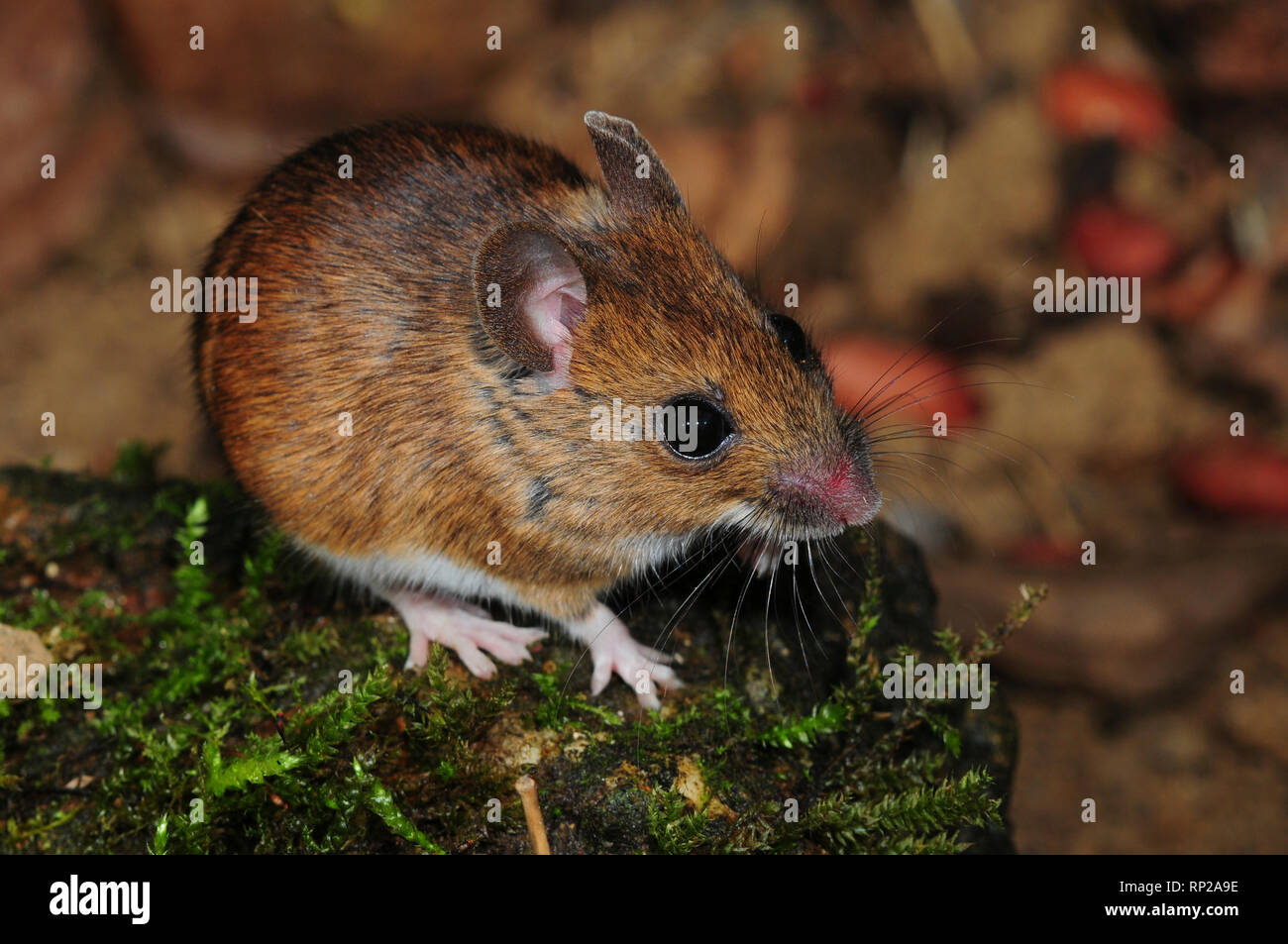 wood mouse apodemus sylvaticus Stock Photo - Alamy
