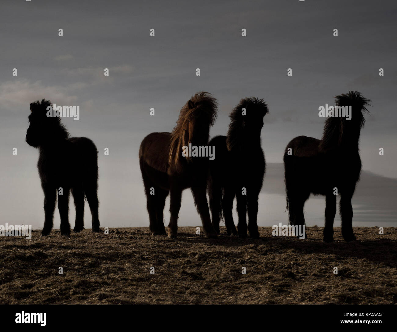 Best alalmy hi-res stock photography and images - Alamy