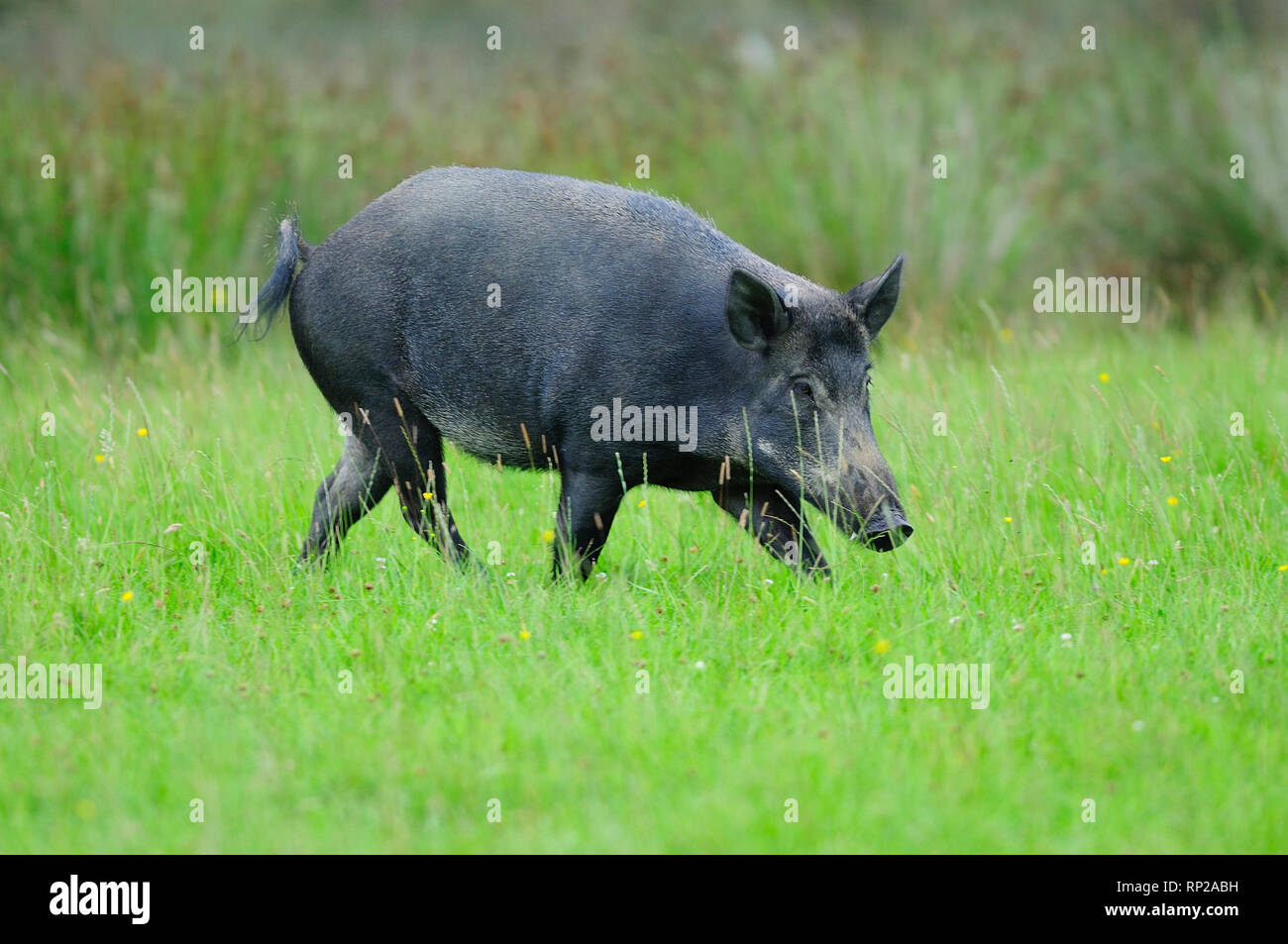 Female wild boar in field. Devon UK July Stock Photo - Alamy
