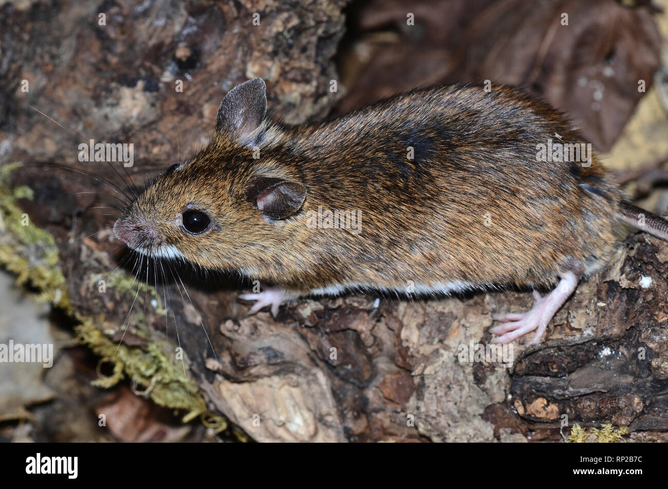 wood mouse apodemus sylvaticus Stock Photo - Alamy