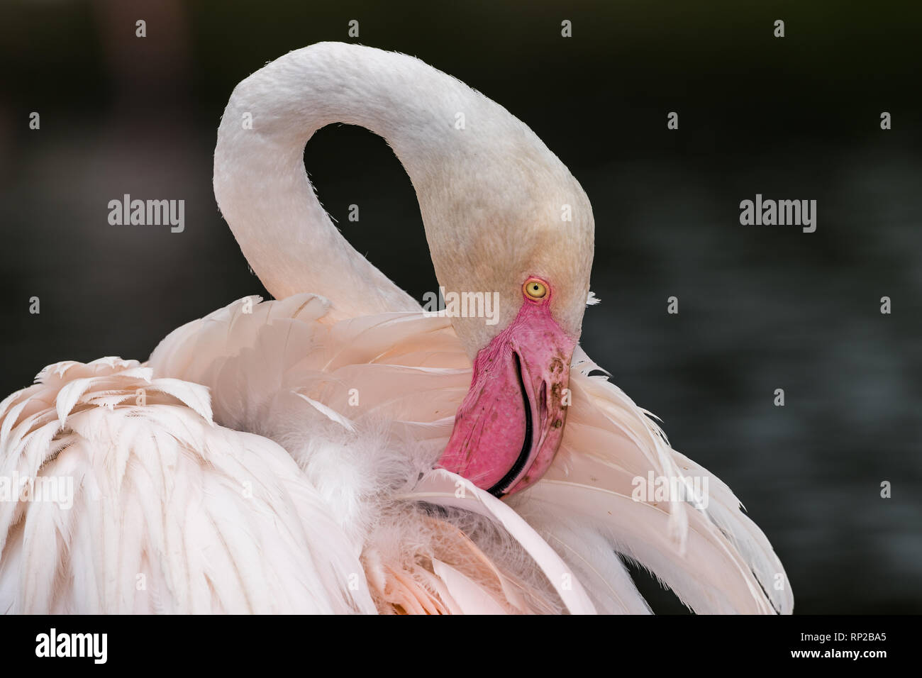 Greater flamingo looking at camera hi-res stock photography and images ...