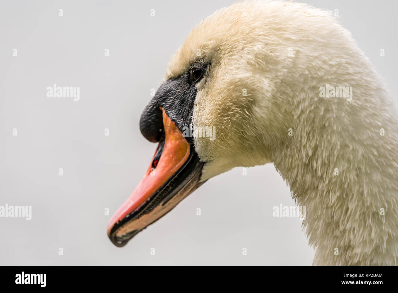 White swan close up of neck and face with a clear background Stock ...