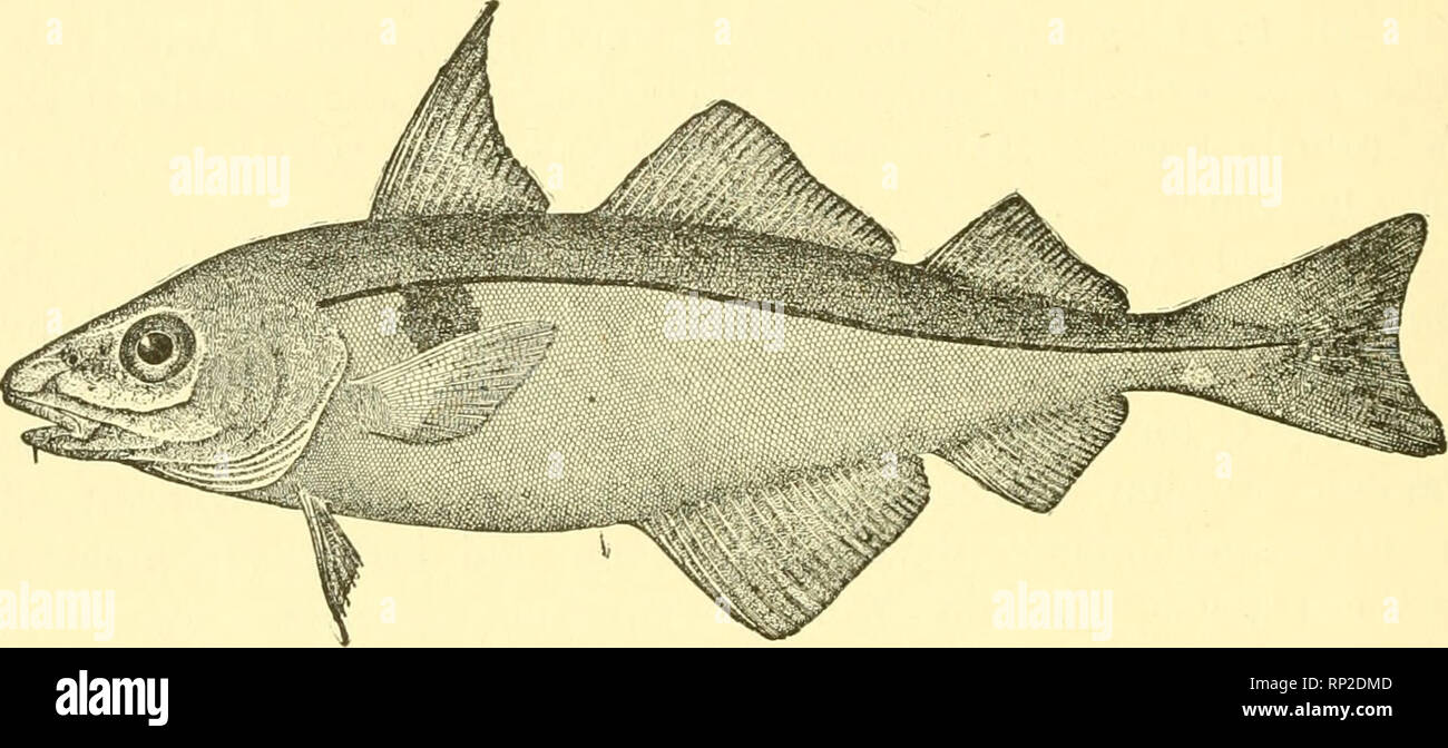 . American food and game fishes : a popular account of all the species ...