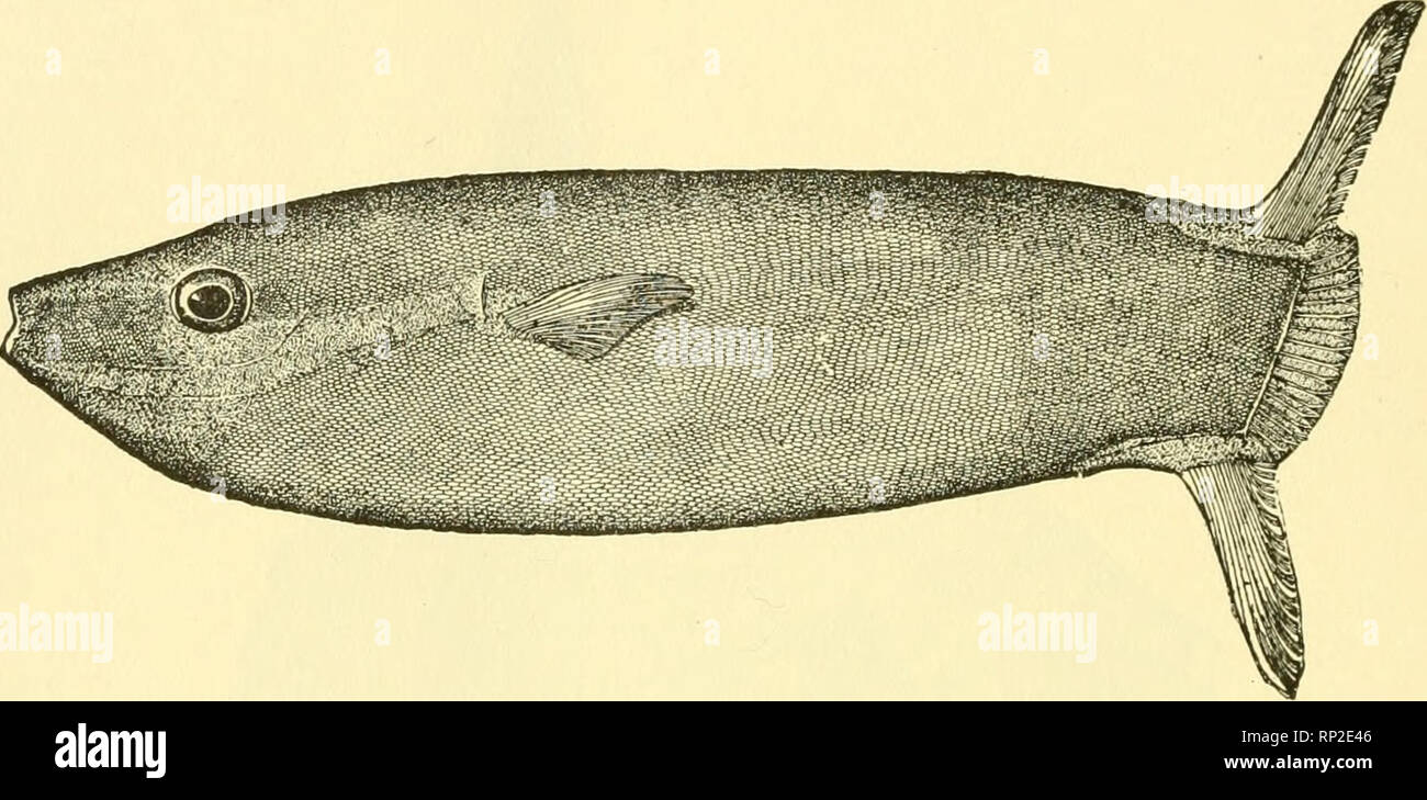 Mahua High Resolution Stock Photography and Images - Alamy