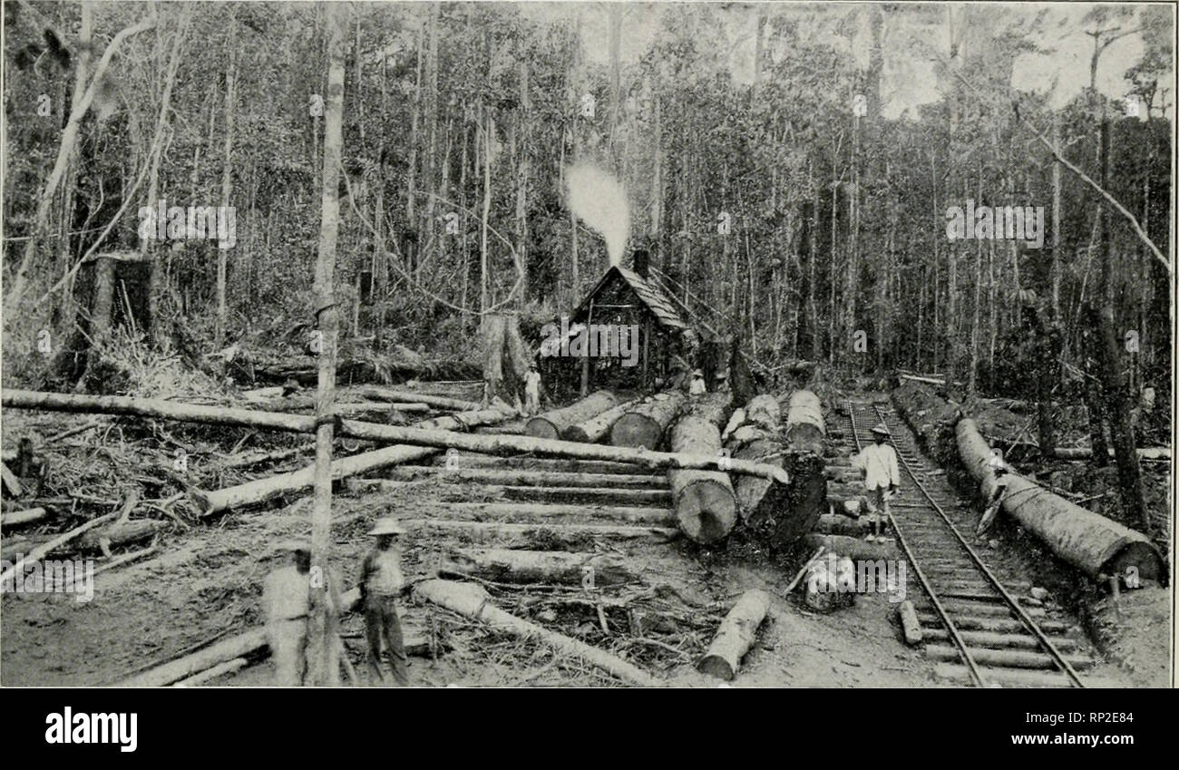 . American forestry. Forests and forestry. Donkey Engine and Yard at ...
