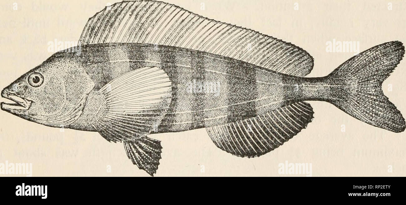 Ctenoid Scales High Resolution Stock Photography and Images - Alamy