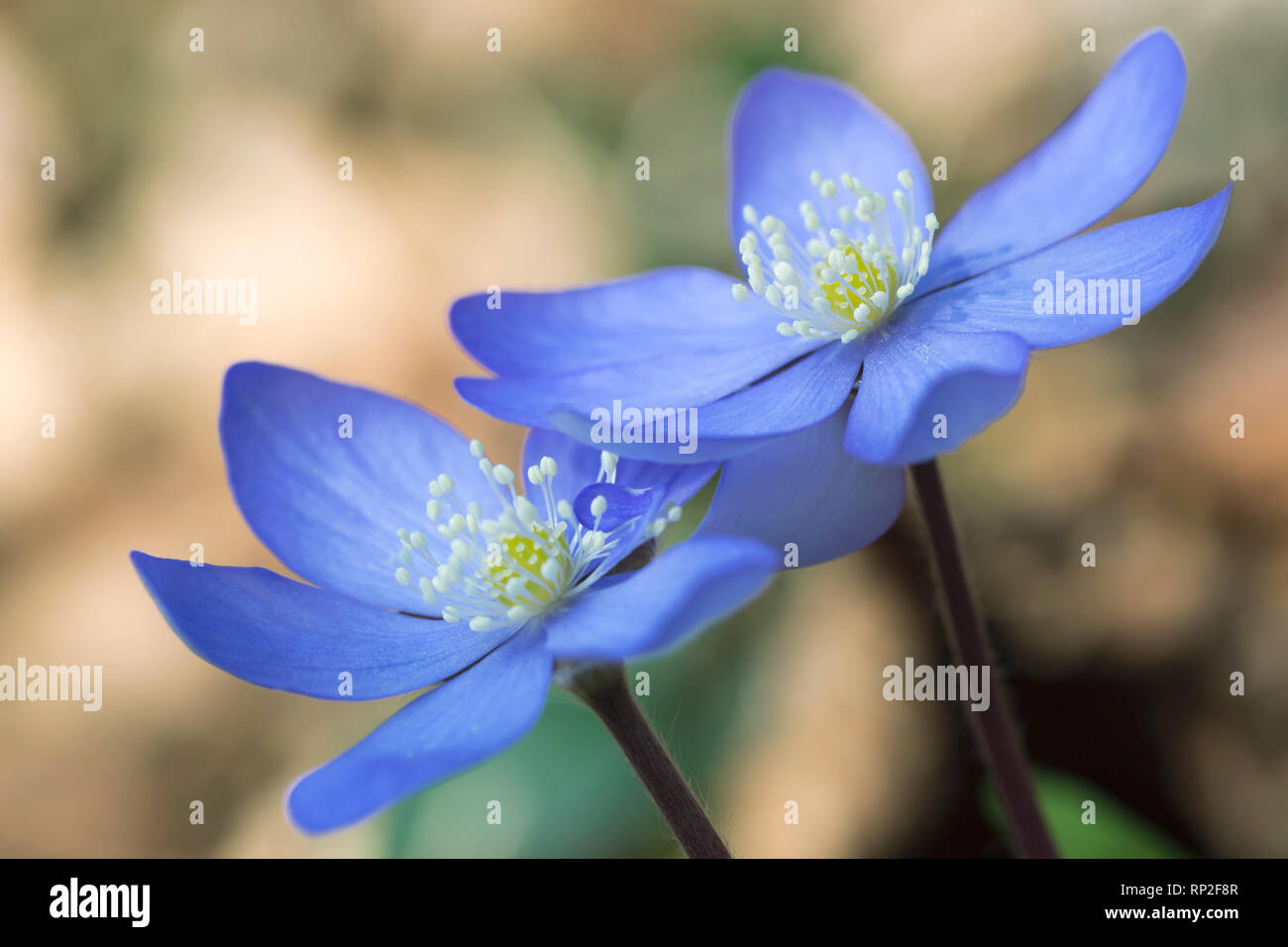 A beautiful flower, the hepatica (Hepatica nobilis Stock Photo - Alamy