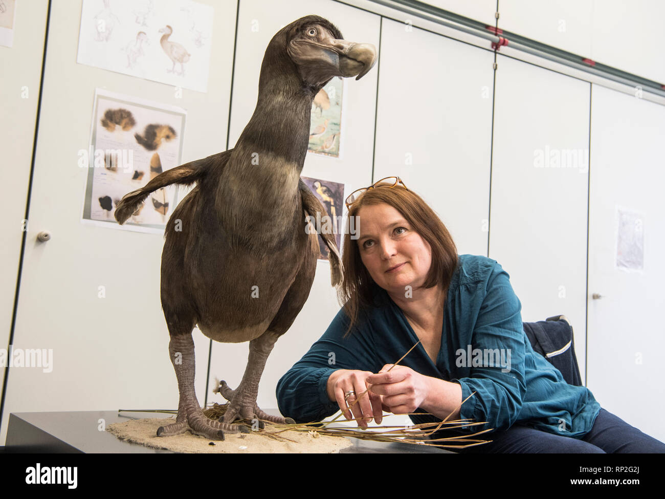 Dronte dodo hi-res stock photography and images - Alamy