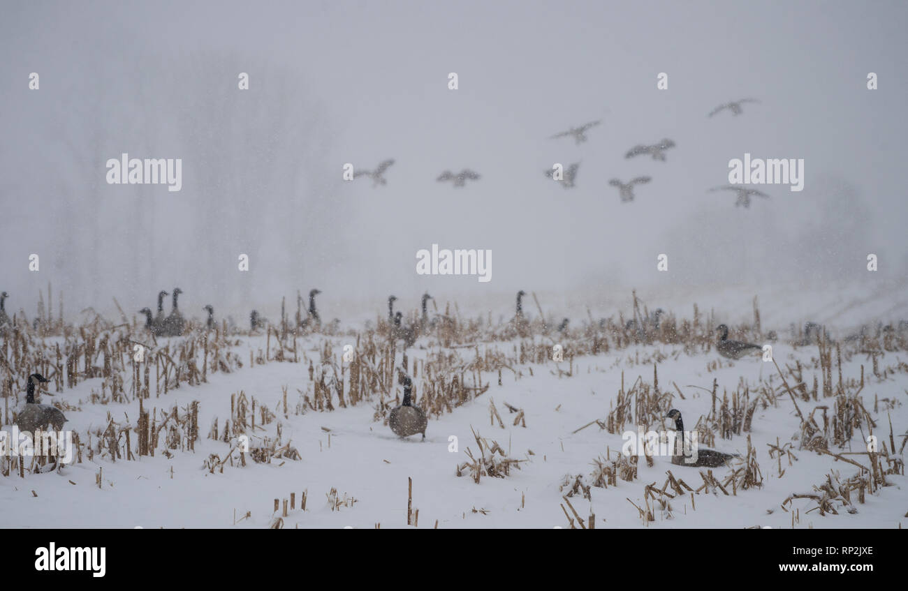 Fairfax county snow hi-res stock photography and images - Alamy