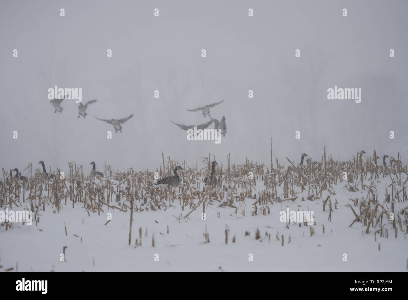 Fairfax county snow hi-res stock photography and images - Alamy