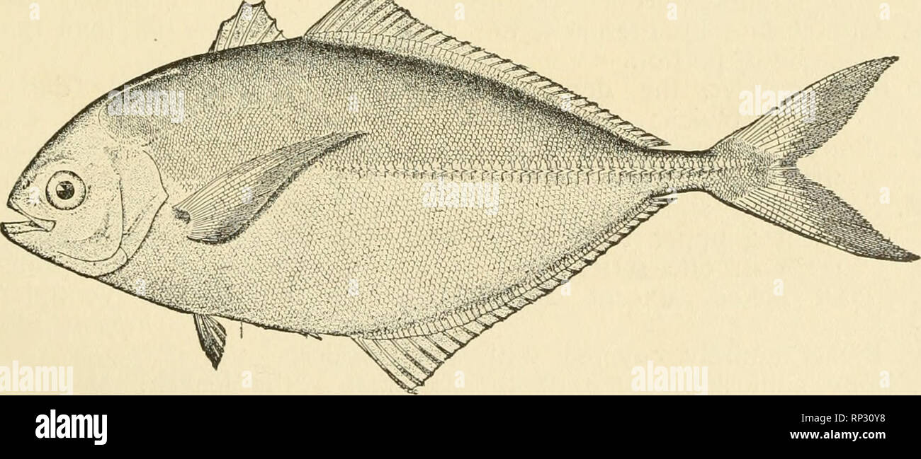 . American food and game fishes : a popular account of all the species ...