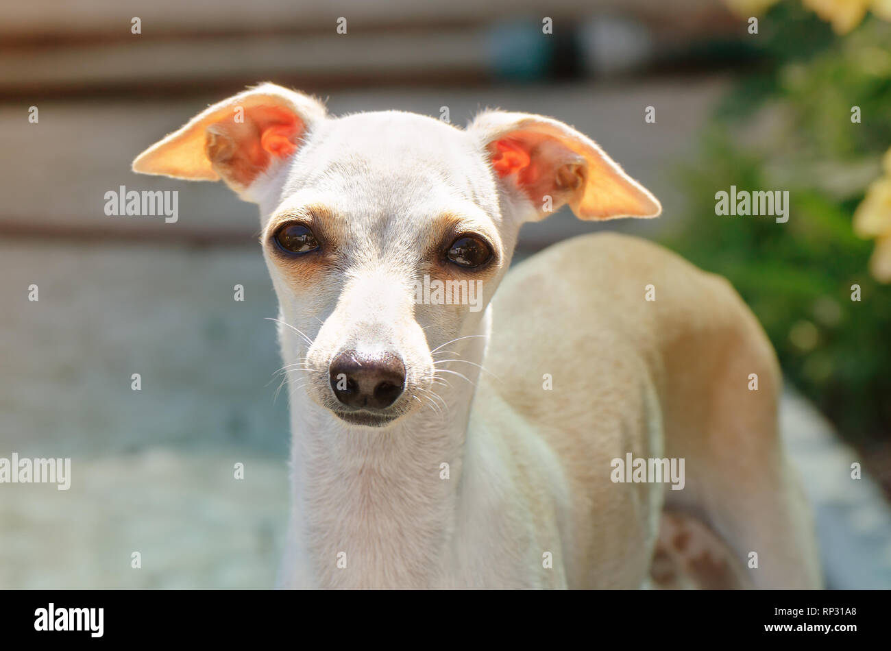 Italian greyhound hi-res stock photography and images - Alamy