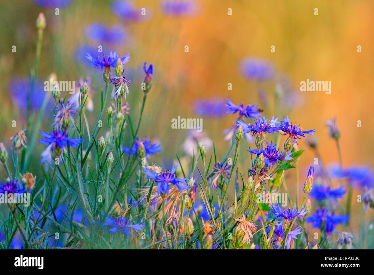 Biodiverse flora hi-res stock photography and images - Alamy