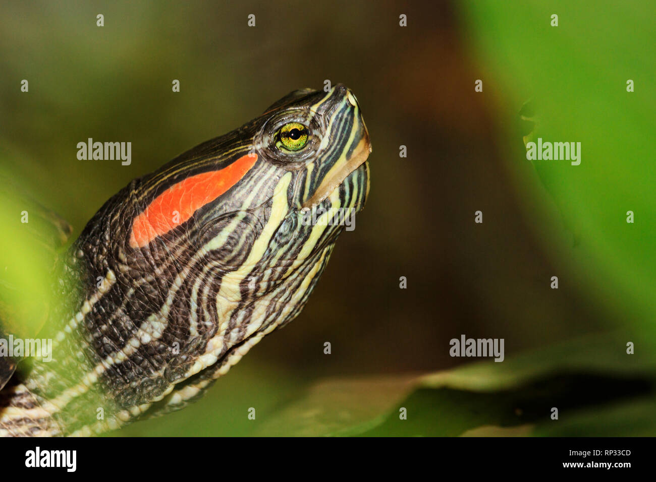 Red earedslider hi-res stock photography and images - Alamy
