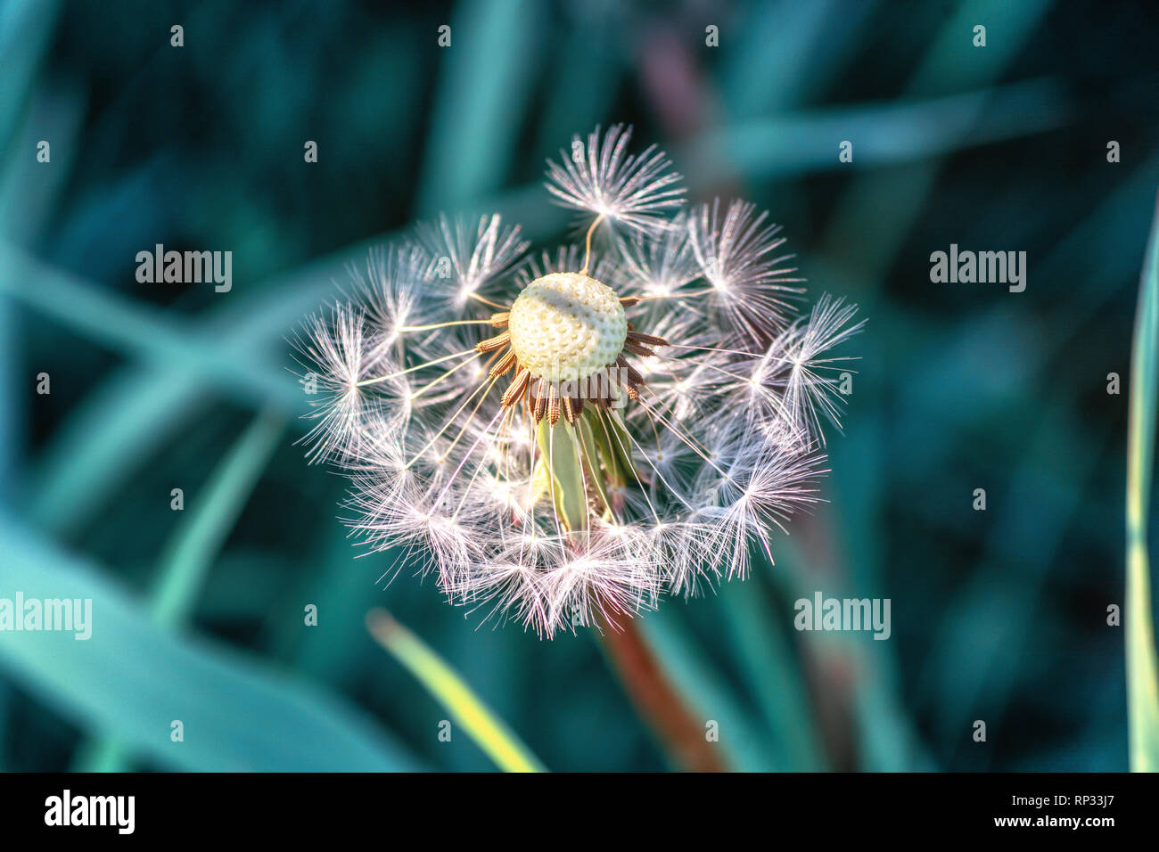 Silver tufted fruits hi-res stock photography and images - Alamy