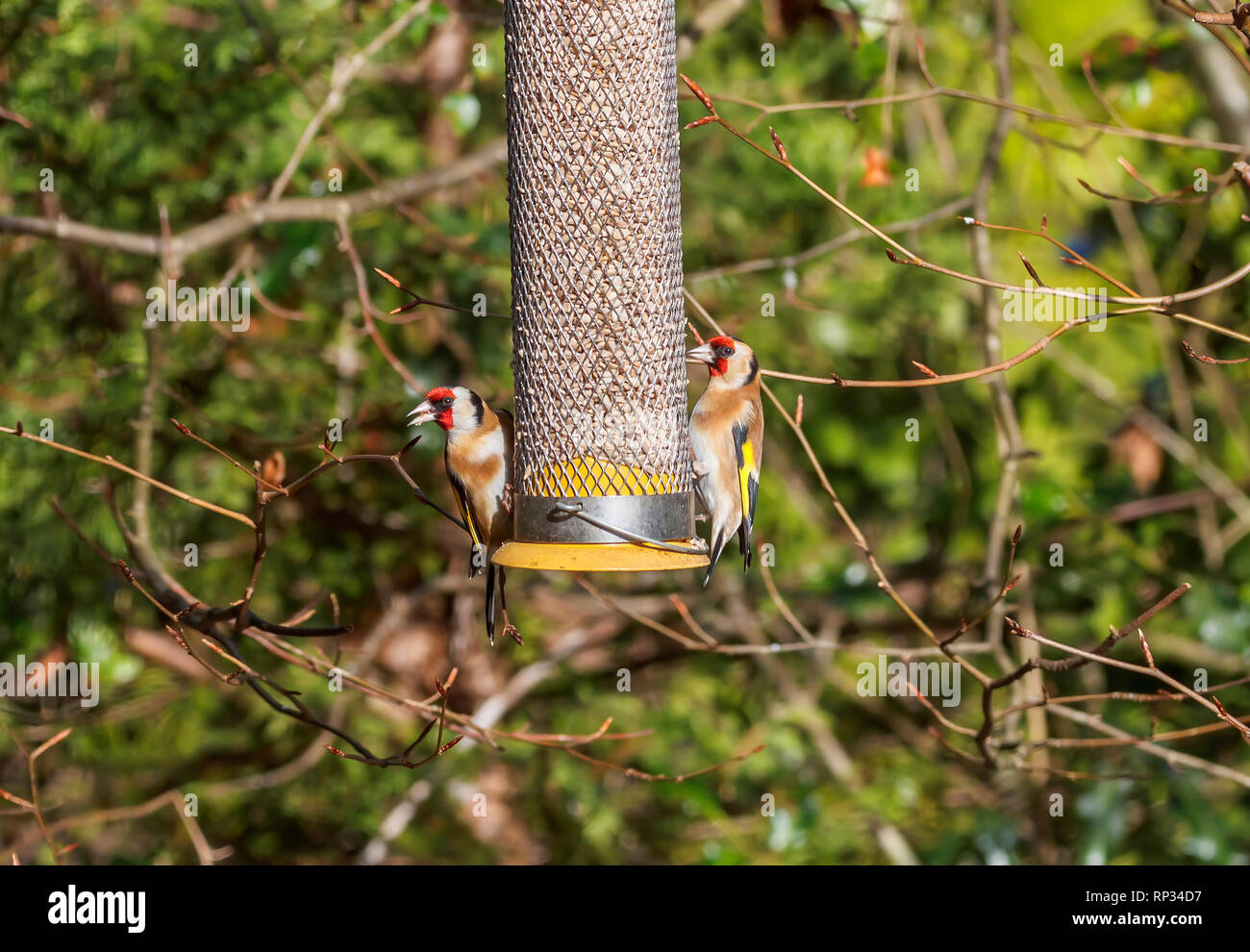 Goldfinches winter hi-res stock photography and images - Alamy