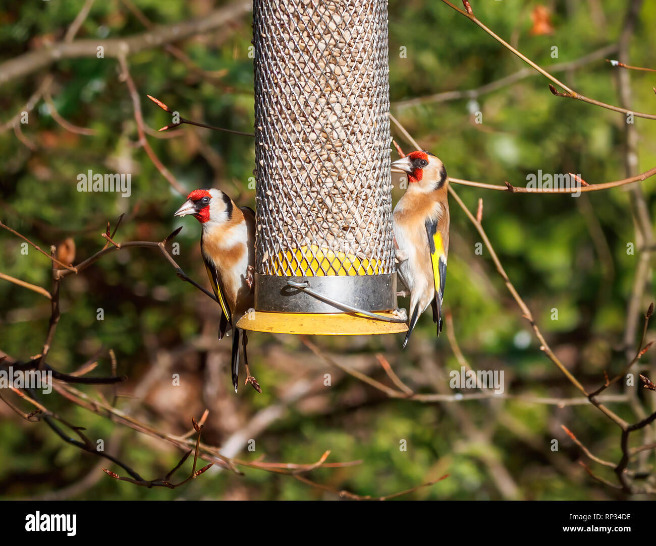Couple of goldfinches hi-res stock photography and images - Alamy