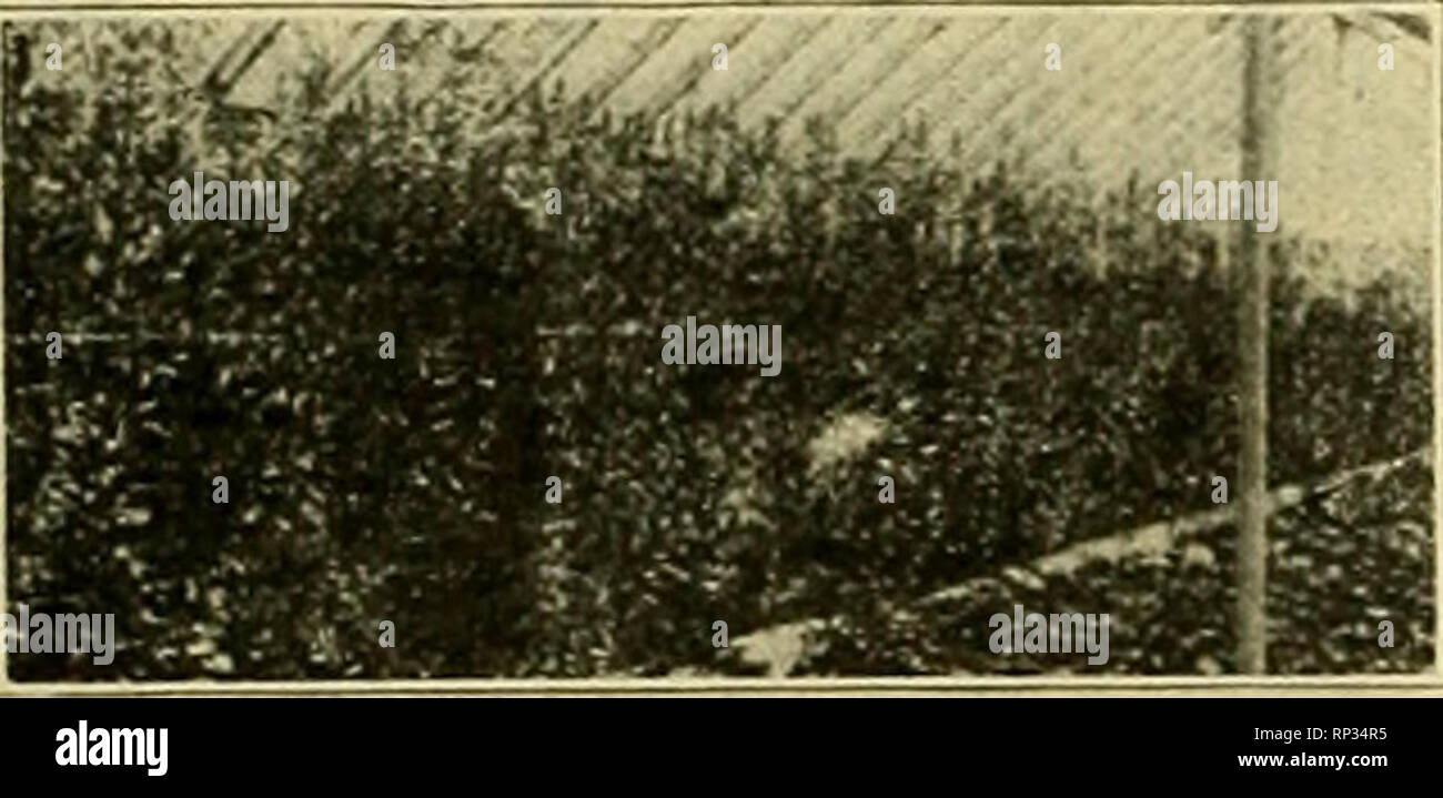 Dulce base hi-res stock photography and images - Alamy