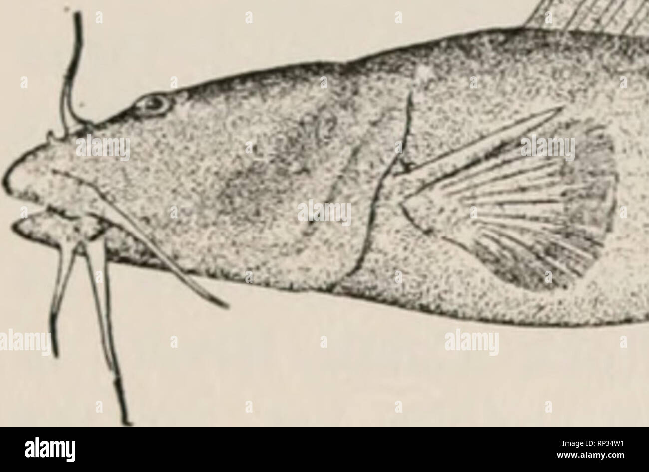 Mad fishes hi-res stock photography and images - Alamy