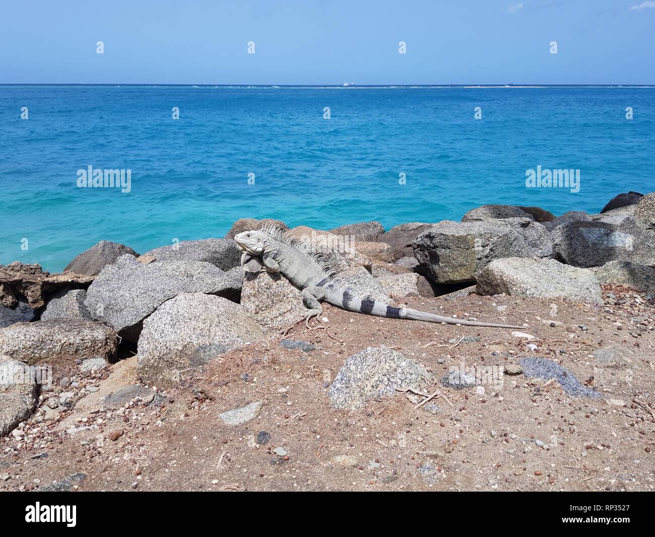 Aruba lizard hi-res stock photography and images - Alamy