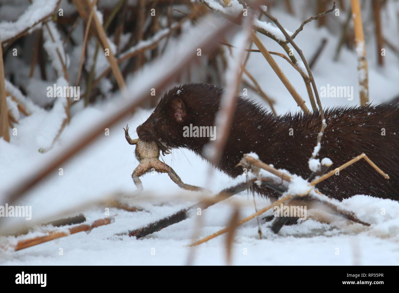 American mink uk feeding hi-res stock photography and images - Alamy