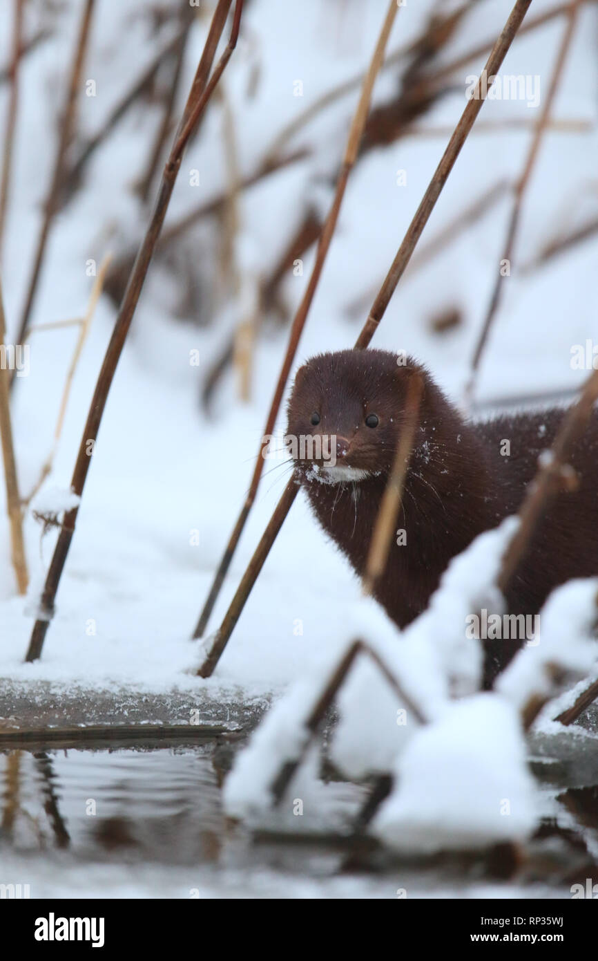 Mink lake hi-res stock photography and images - Alamy