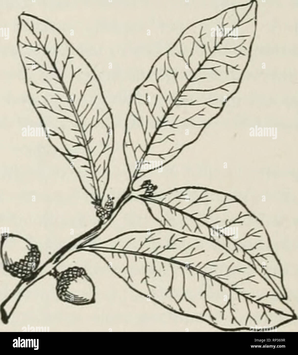 Quercus heterophylla hi-res stock photography and images - Alamy