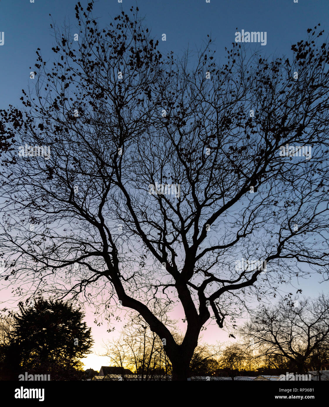 a fullscreen tree in front of the sky Stock Photo - Alamy