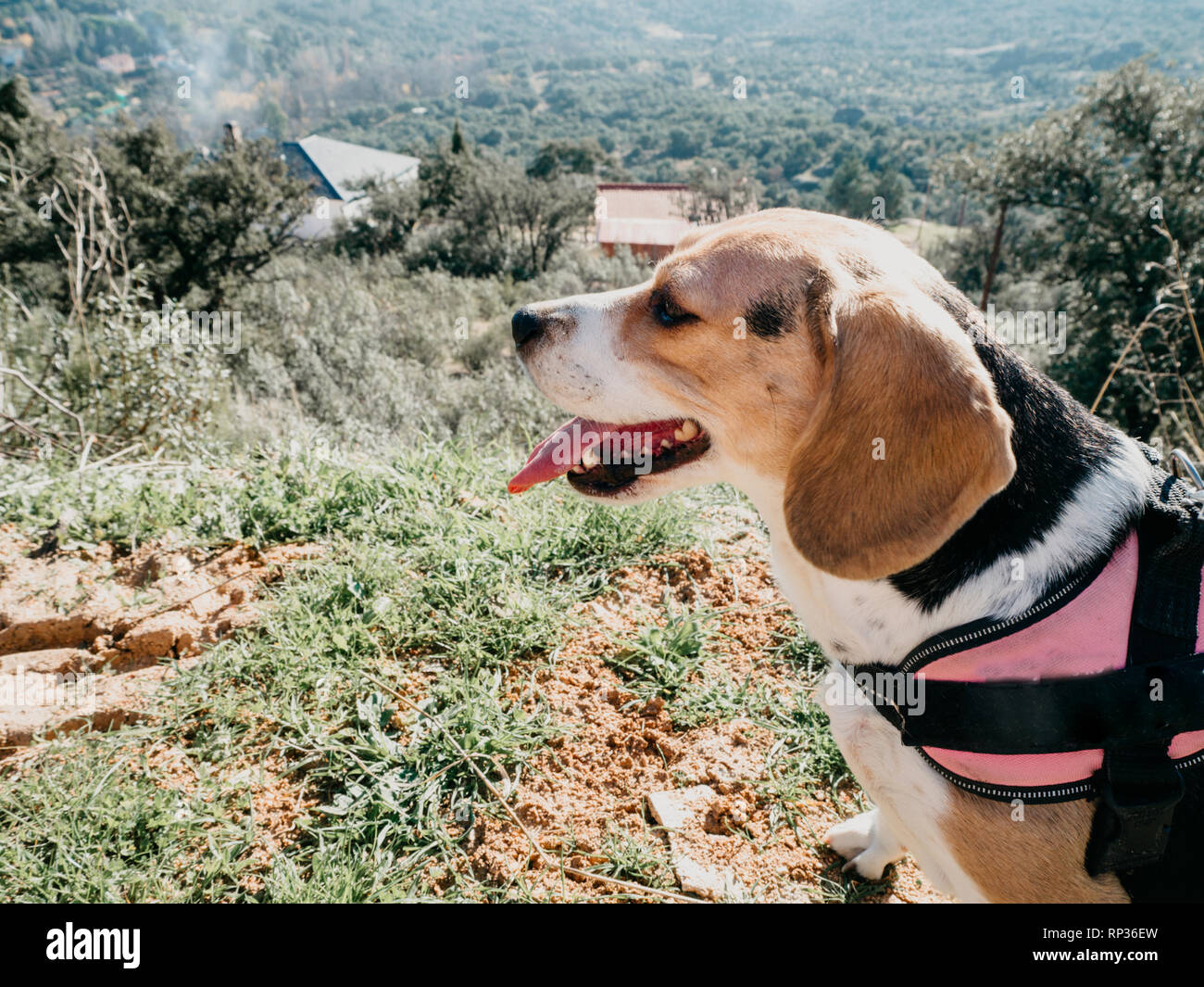 Beagle farming hi-res stock photography and images - Alamy