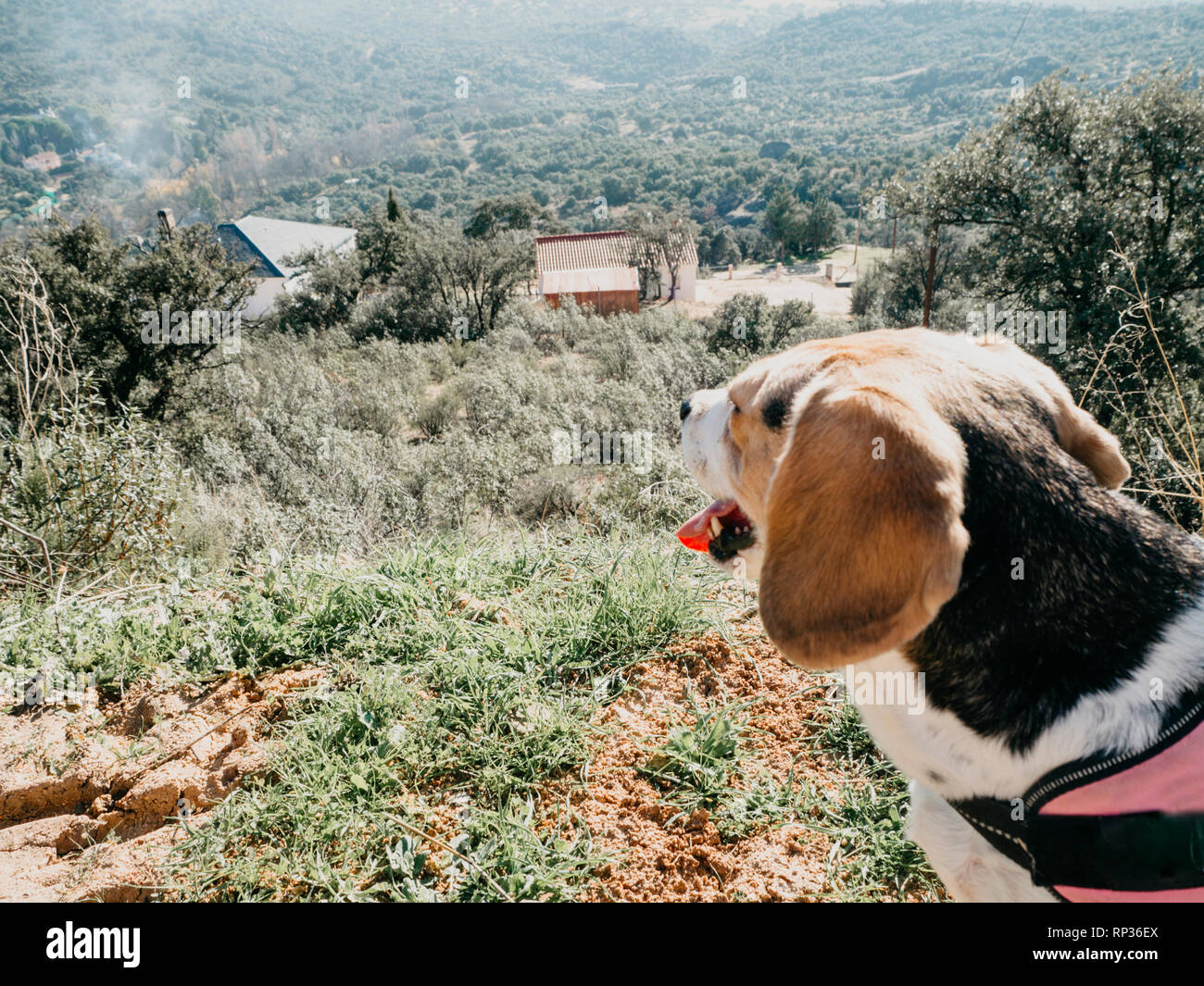 Beagle farming hi-res stock photography and images - Alamy