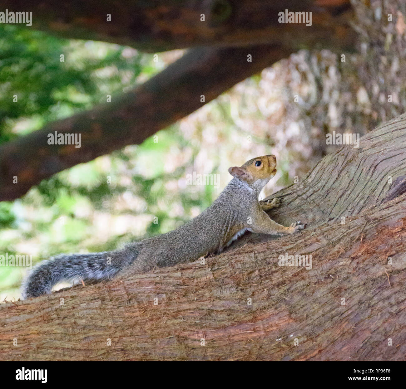 Grey squirrel park ireland hi-res stock photography and images - Alamy