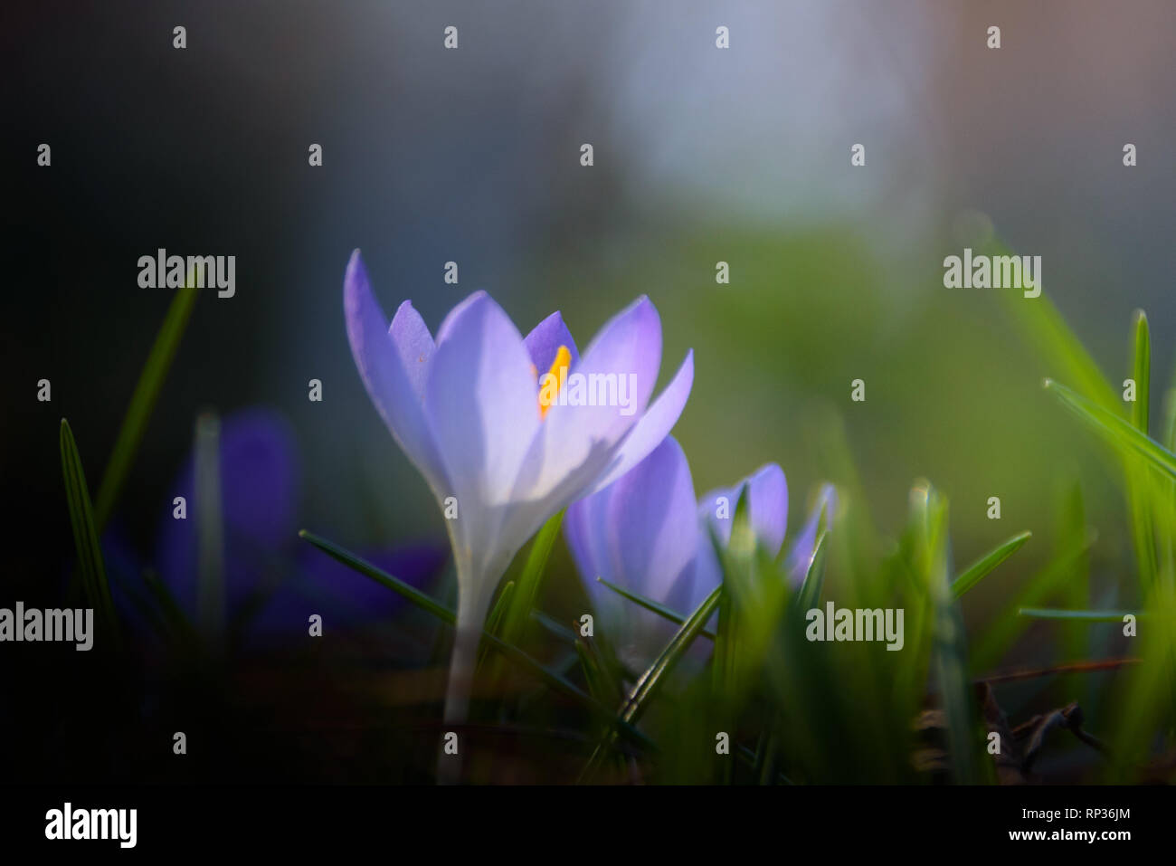 The harbinger of light hi-res stock photography and images - Alamy