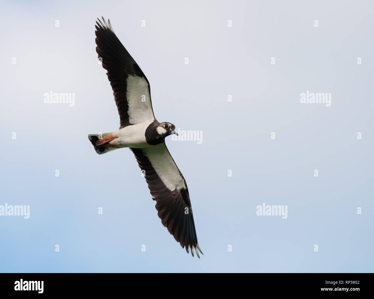 Northern lapwing in the flight with stretched wings Stock Photo - Alamy