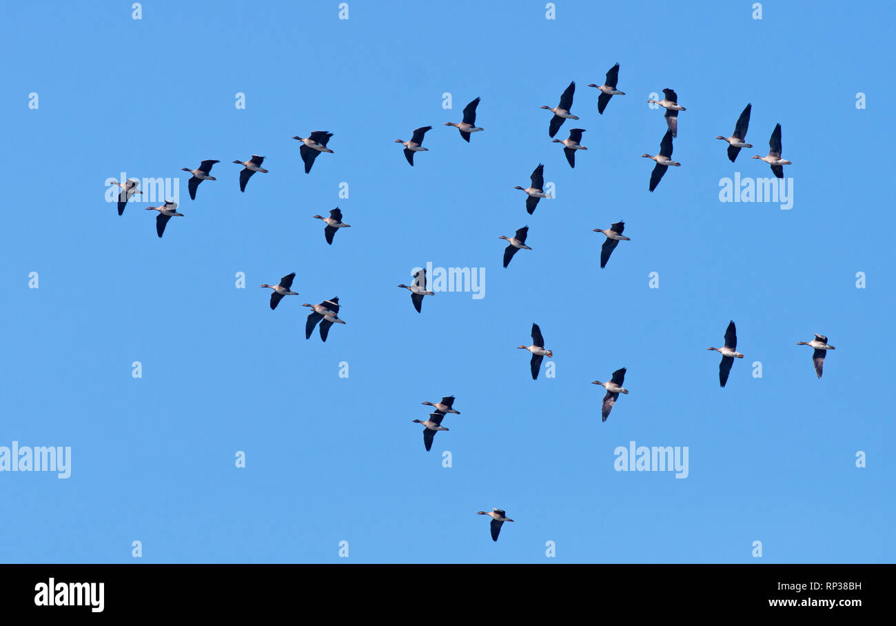 Bean goose flying hi-res stock photography and images - Alamy