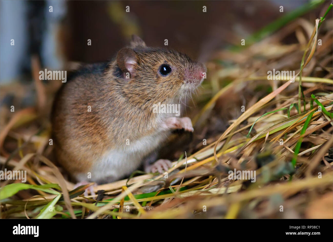 Field mice hi-res stock photography and images - Alamy