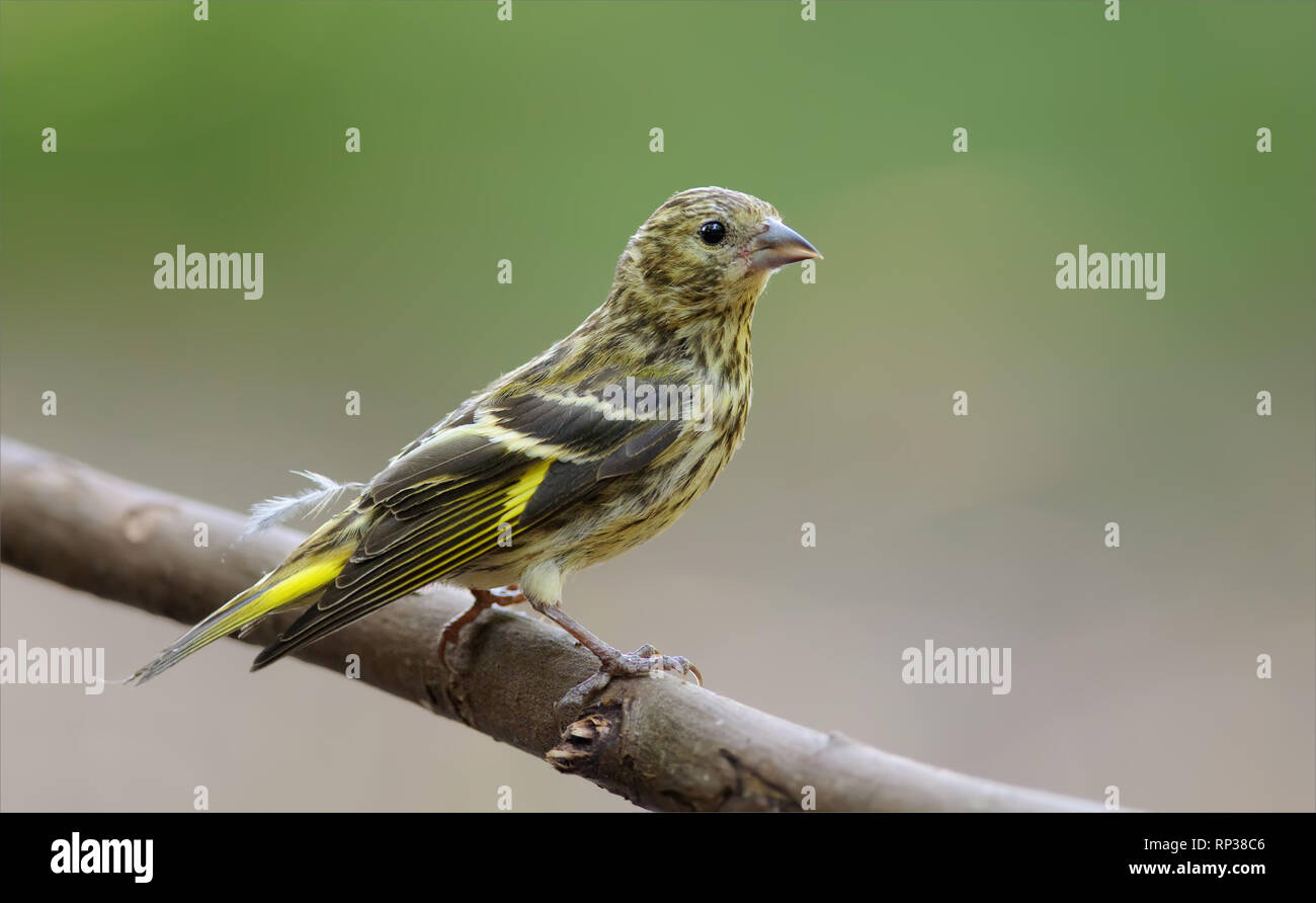 Juvenile siskin hi-res stock photography and images - Alamy