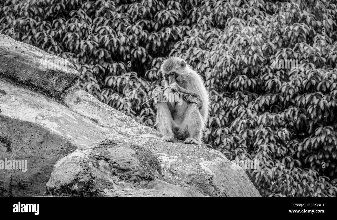 Small monkey sitting on a rock Stock Photo - Alamy