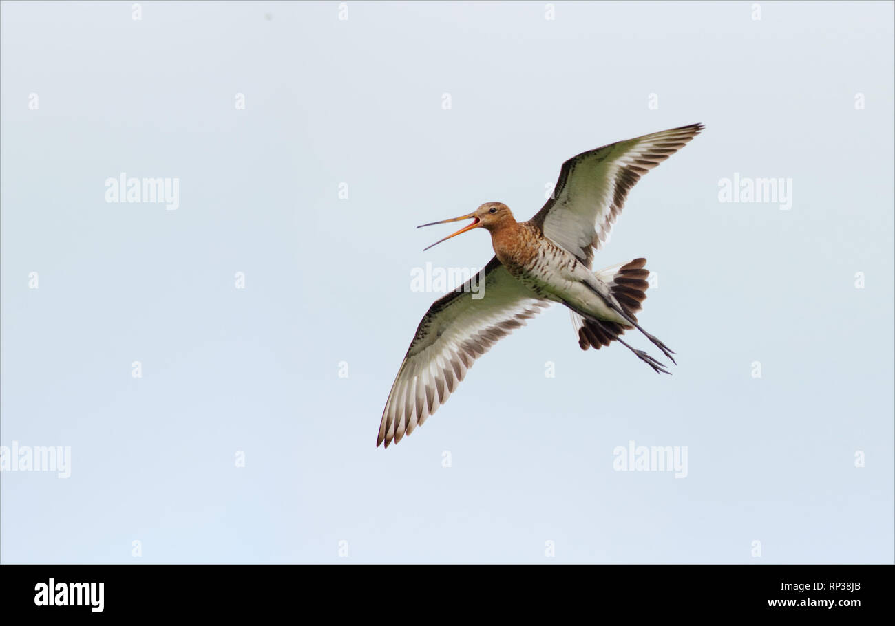 Black-tailed godwit flying and crying loud with open beak Stock Photo ...