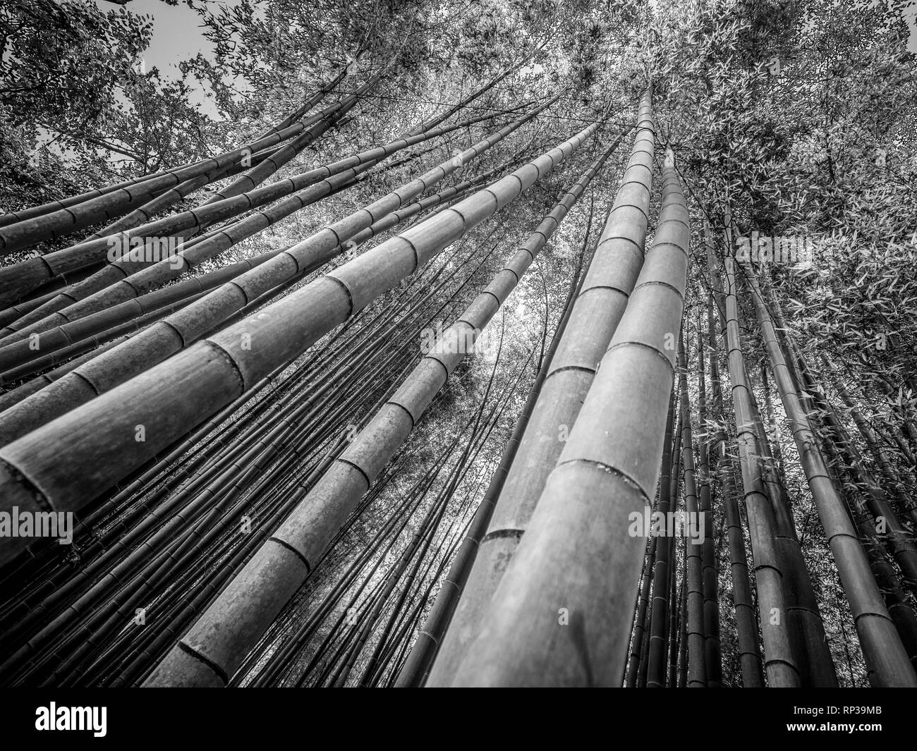 Tall Bamboo trees in an Japanese Forest Stock Photo - Alamy