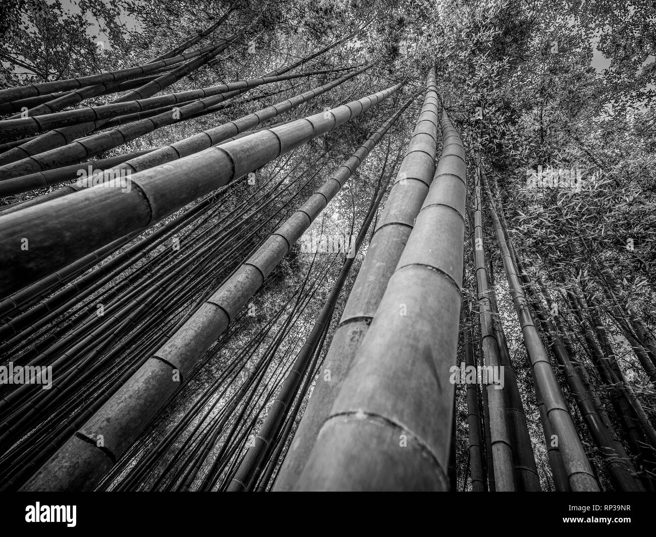 Bamboo Forest in Japan - a wonderful place for recreation Stock Photo ...