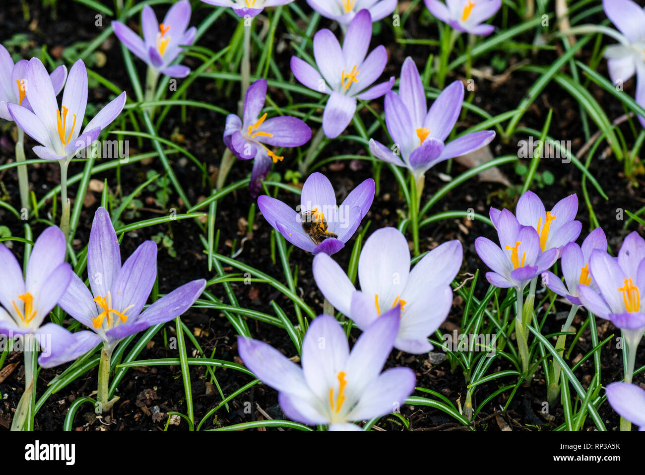 A honey bee (Apis mellifera) on a early crocus (Crocus tommasinianus ...