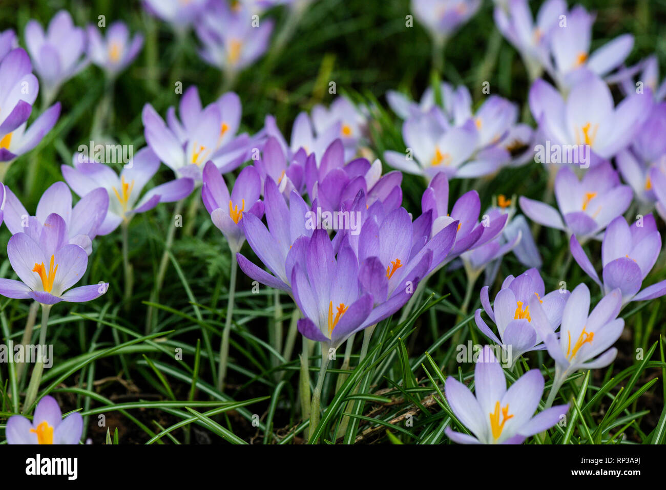 Early crocus flowers (Crocus tommasinianus Stock Photo - Alamy