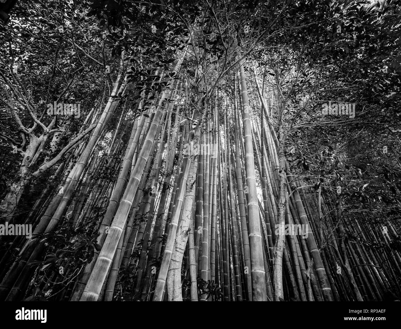 The tall bamboo trees of Kamakura - a wonderful place Stock Photo - Alamy