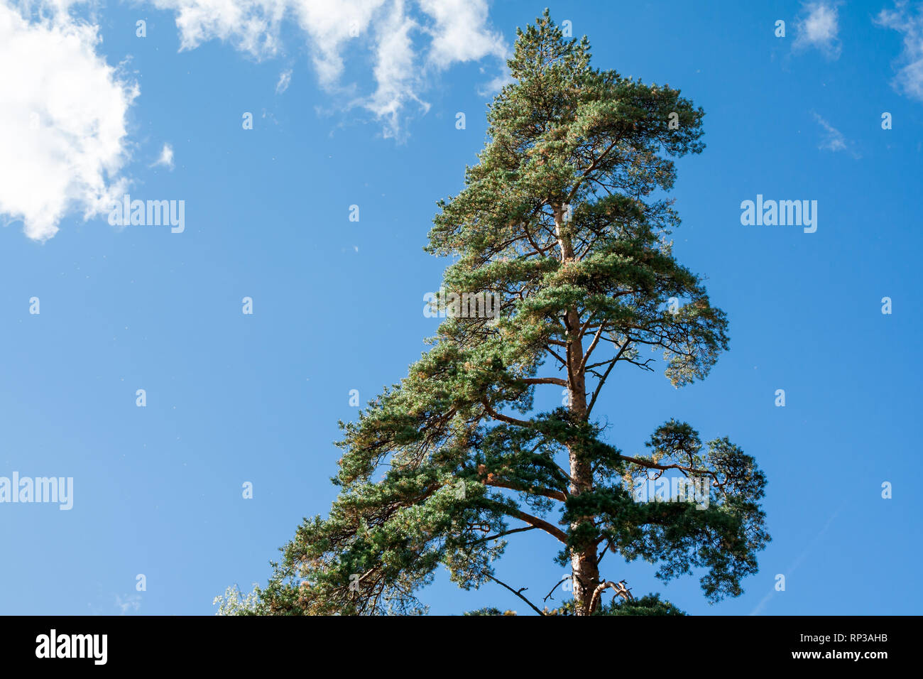 Pine tree on blue sky background at summer in Finland Stock Photo - Alamy