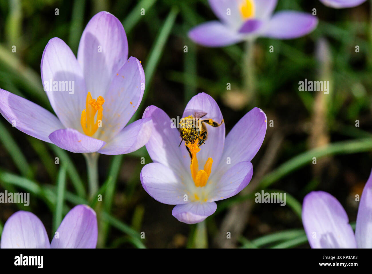 Crocus tommasinianus bee uk hi-res stock photography and images - Alamy