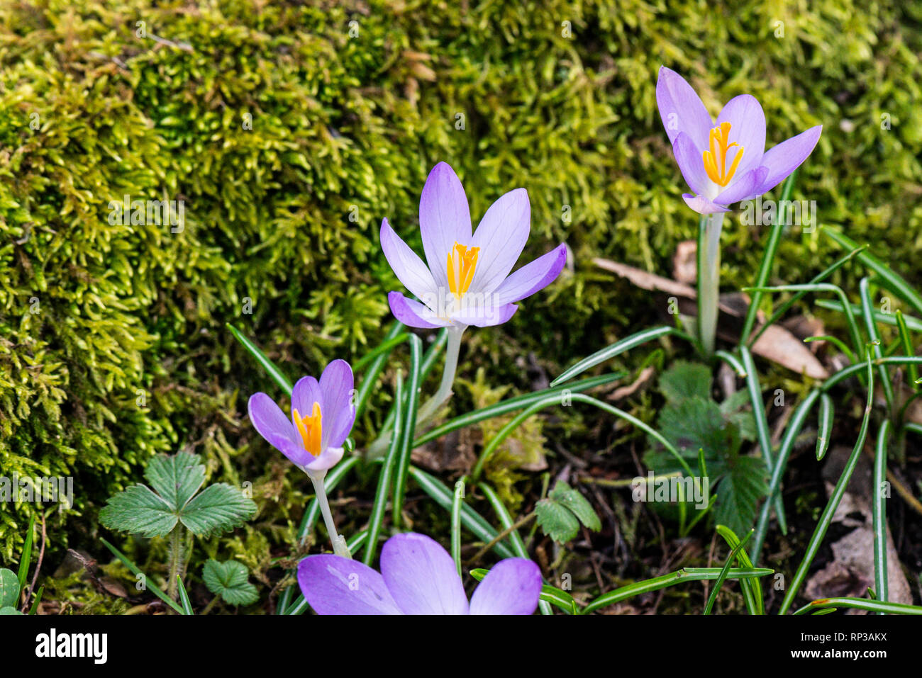 Early crocus flowers (Crocus tommasinianus Stock Photo - Alamy