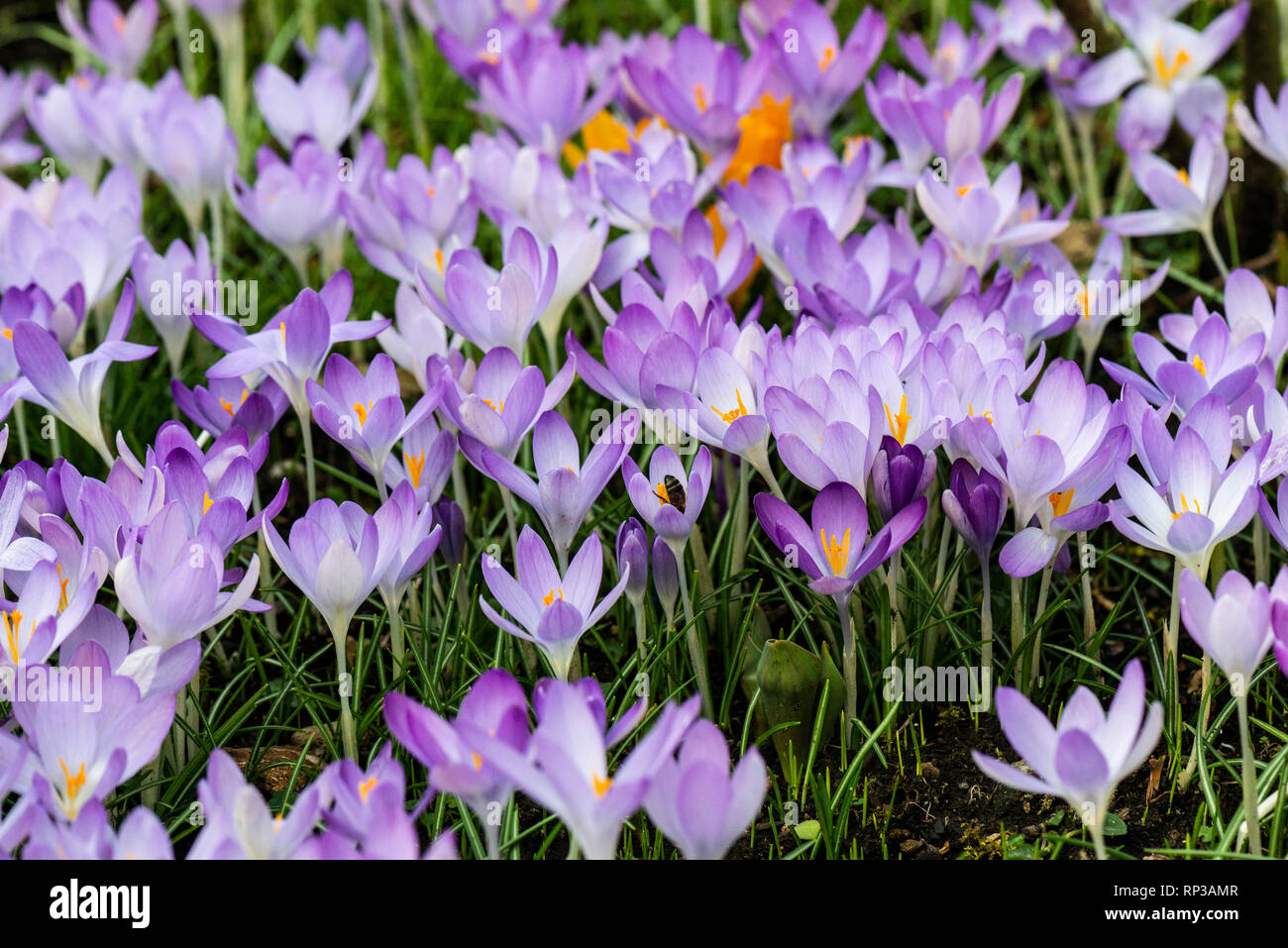 Early crocus flowers (Crocus tommasinianus Stock Photo - Alamy