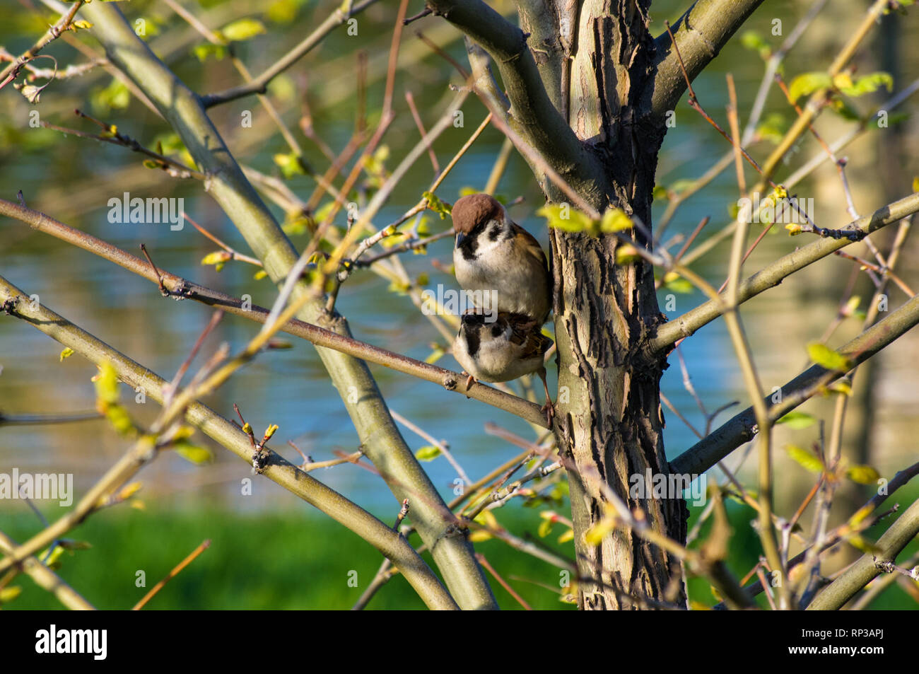 pair of sparrows in the branches of a tree with blossoming spring ...